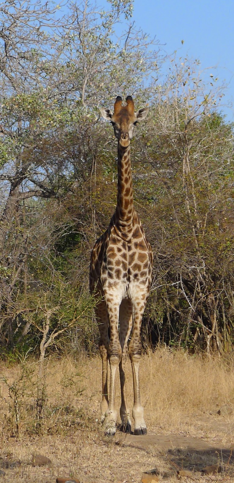 Worldbirder: Winter days in Sabie Park.