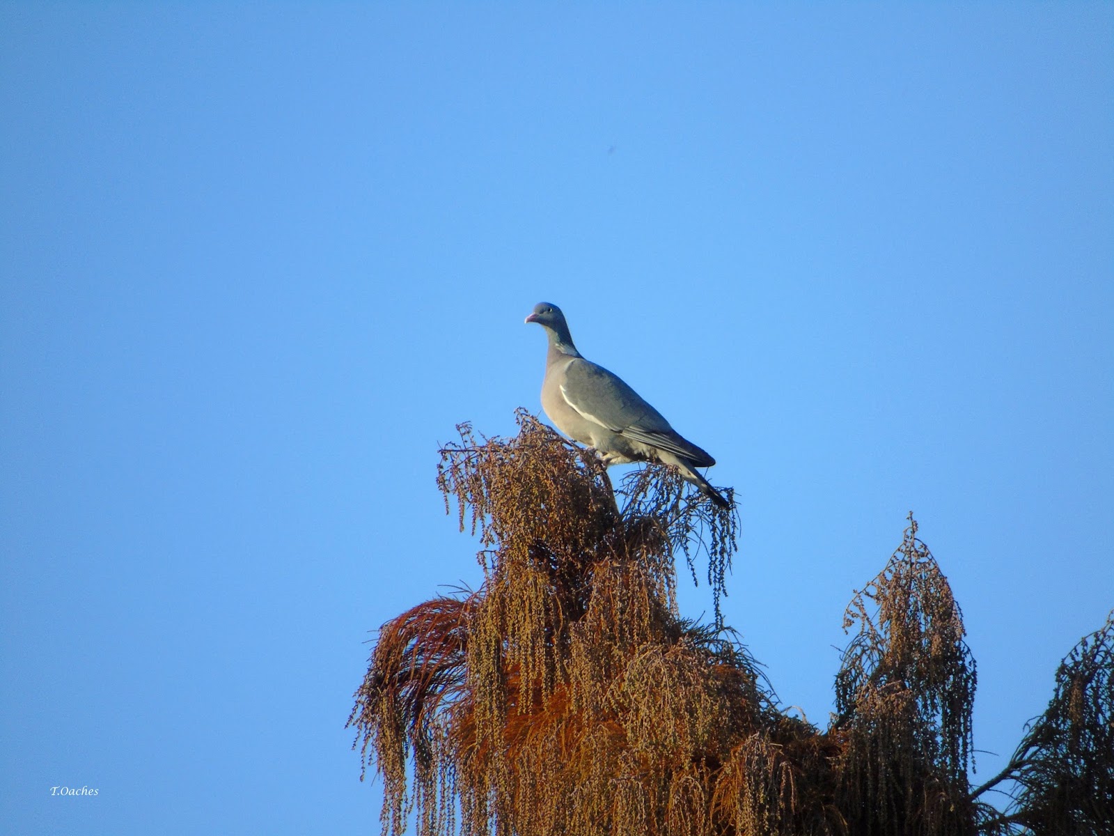 PASARI DIN ROMANIA: PORUMBEL SALBATIC GULERAT, Columba palumbus