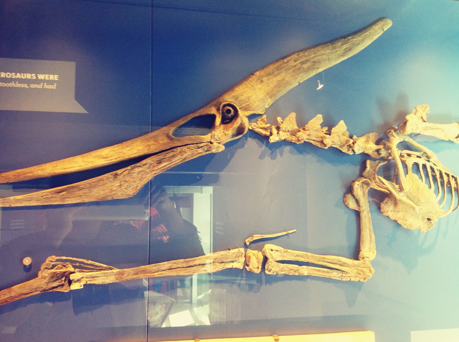 Carlos García Rivera: Artista Digital: Natural History Museum of Los ...