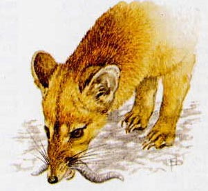 Animals of the world: Eupleres goudotii