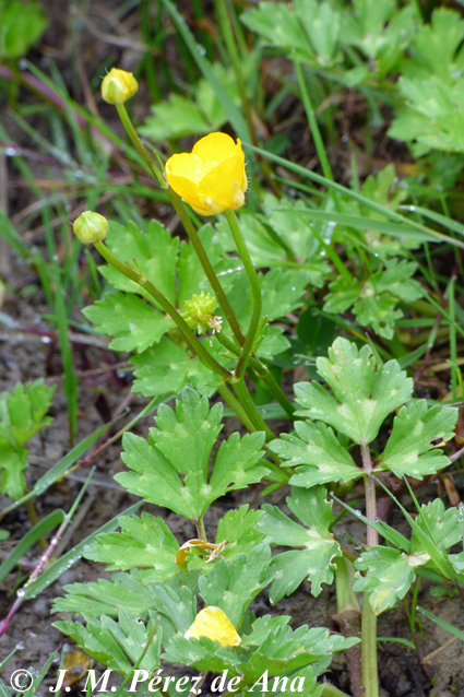 Sierra Sálvada: Ranunculus tuberosus