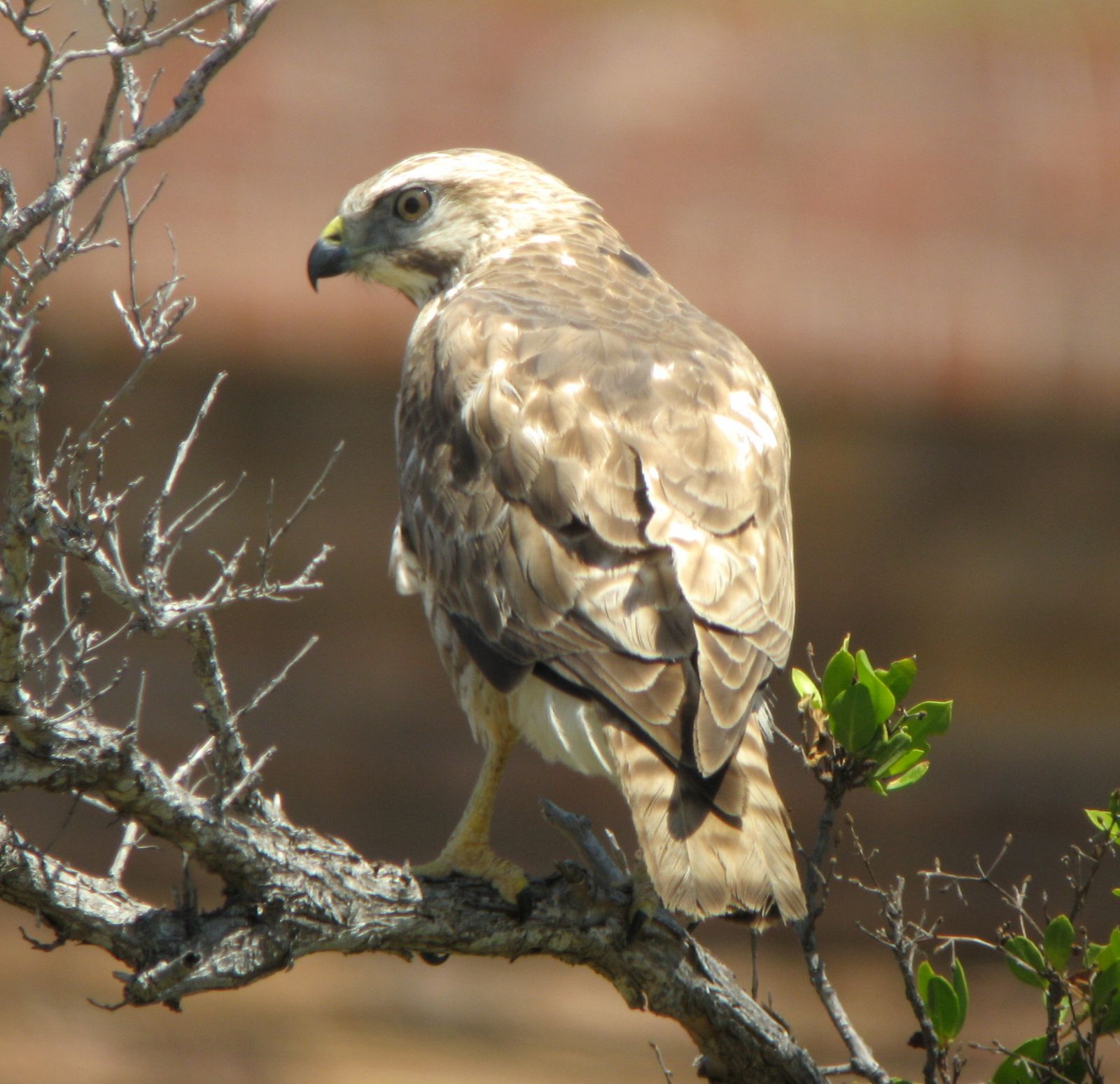Birds: Broad-Winged Hawk