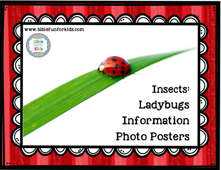 God Makes the Insects: Ladybugs | Bible Fun For Kids
