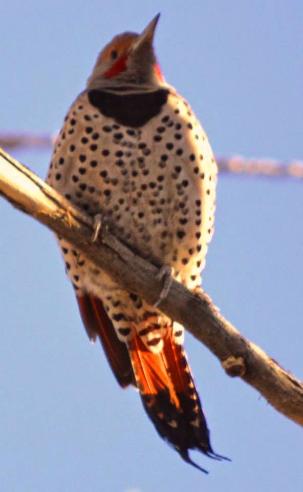 Blessed Little Creatures: Northern Flicker: A Colorful Woodpecker