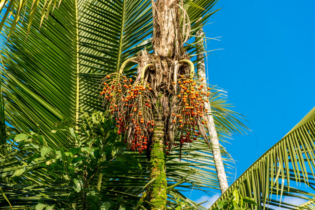 PLAAN : CHONTA - Bactris gasipaes