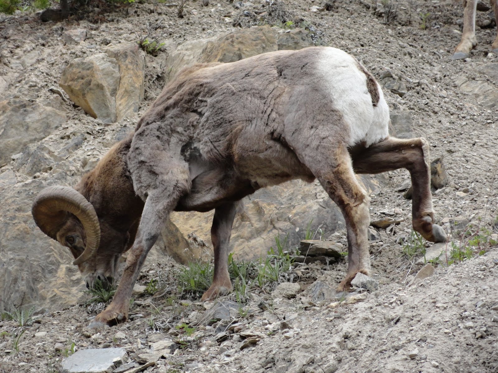Our Alaskan Adventure: June 10th.Elk, bear & big horn sheep sited today!