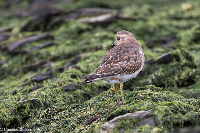 CHORLITO CHILENO - Charadrius Modestus | Observatorio de la Naturaleza