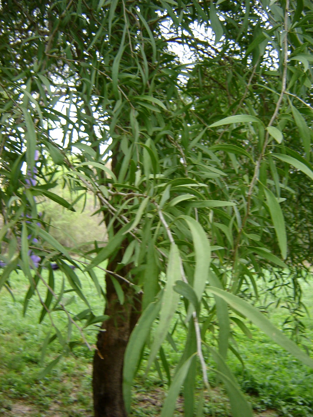 v e r d e c h a c o: Saucillo / Sacha pera / Yva he'e