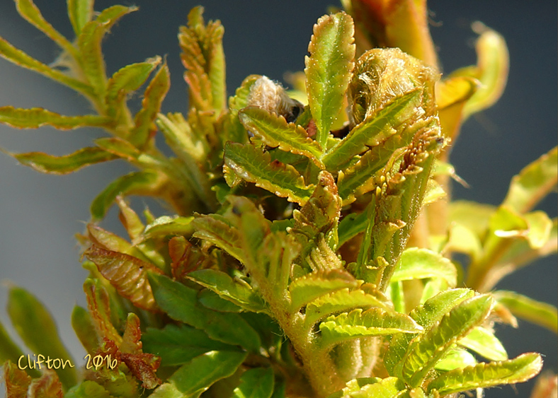 Northwood Park New Hope: Study of Sumac Buds