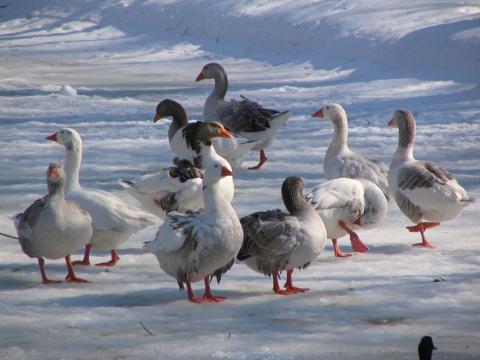 LA MULȚI ANI, ROMÂNIA!: Gaste la scaldat si la plaja