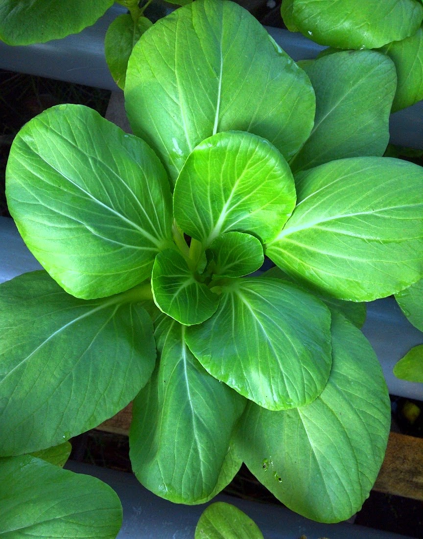 Planting pakcoy with Hydroponics so Unique (mustard) | Learning and ...