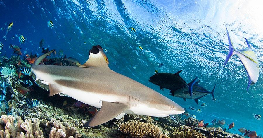 The Best Shark Dive in the World!: Shark-mediated Trophic Cascade in ...