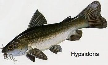 Los animales en la prehistoria: Animales prehistóricos con la letra H