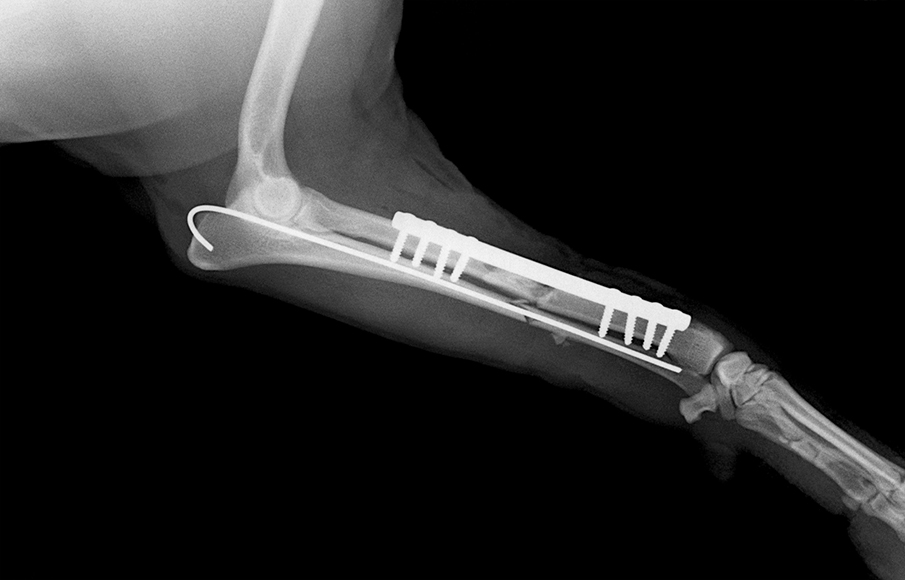 ARTROVET: Fractura de cúbito y radio