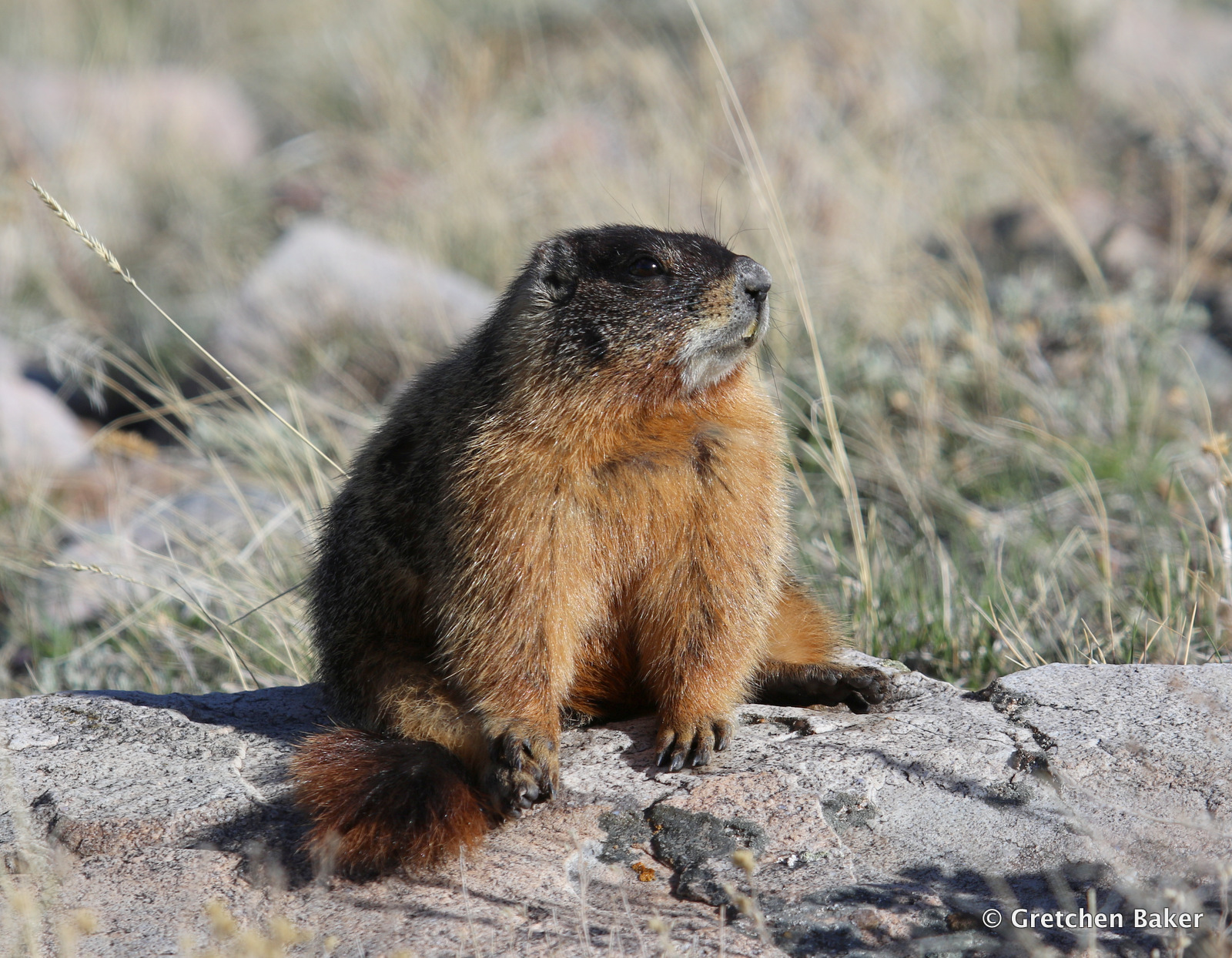 Yellow Bellied Marmot Marmota