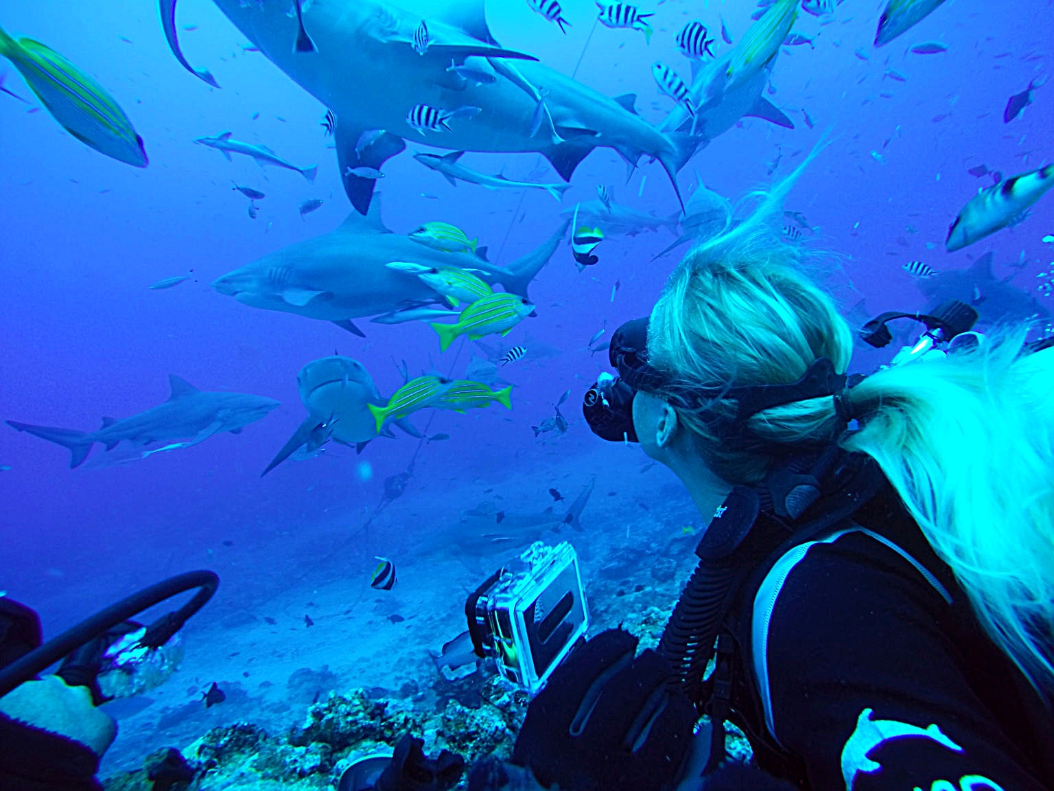 The Best Shark Dive in the World!: Brinkley - Interview!