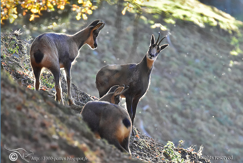 WILDLIFE GATEWAY: Rencontre avec les Isards