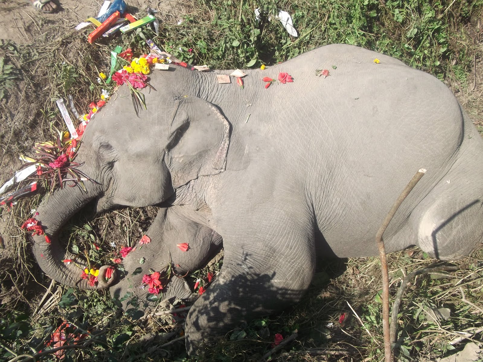 A S S A M: One more wild elephant found dead in Udalguri (Assam)
