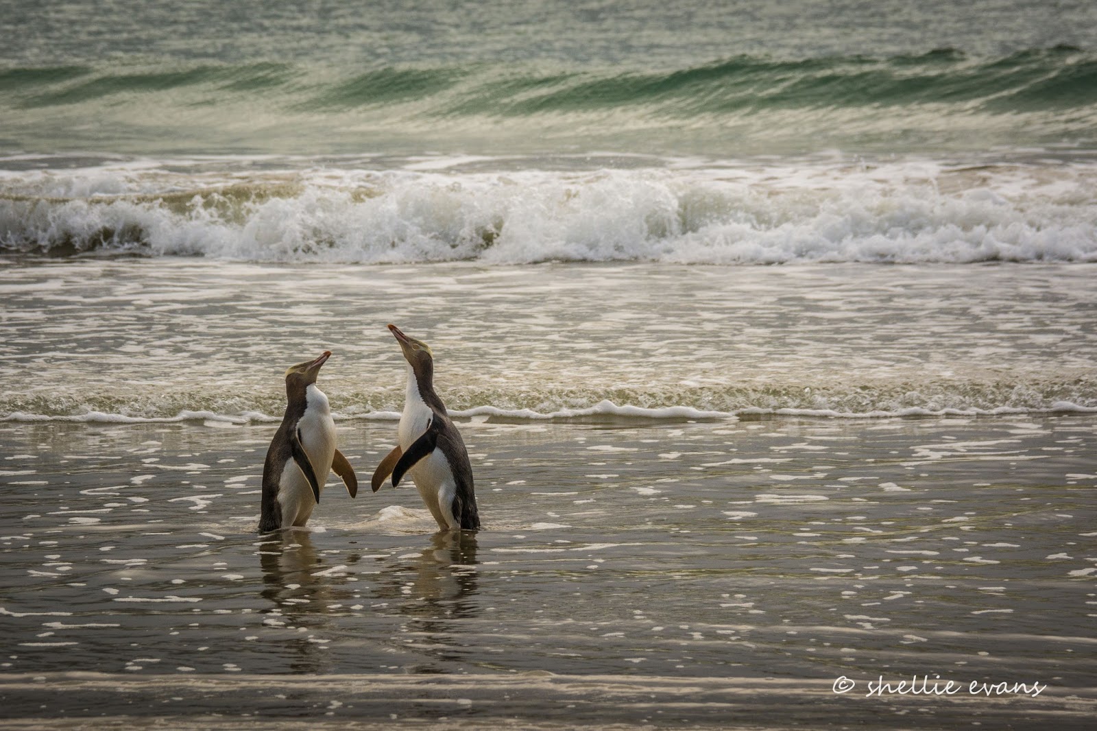 Two Go Tiki Touring: The Dance of the Hoiho- Part 1