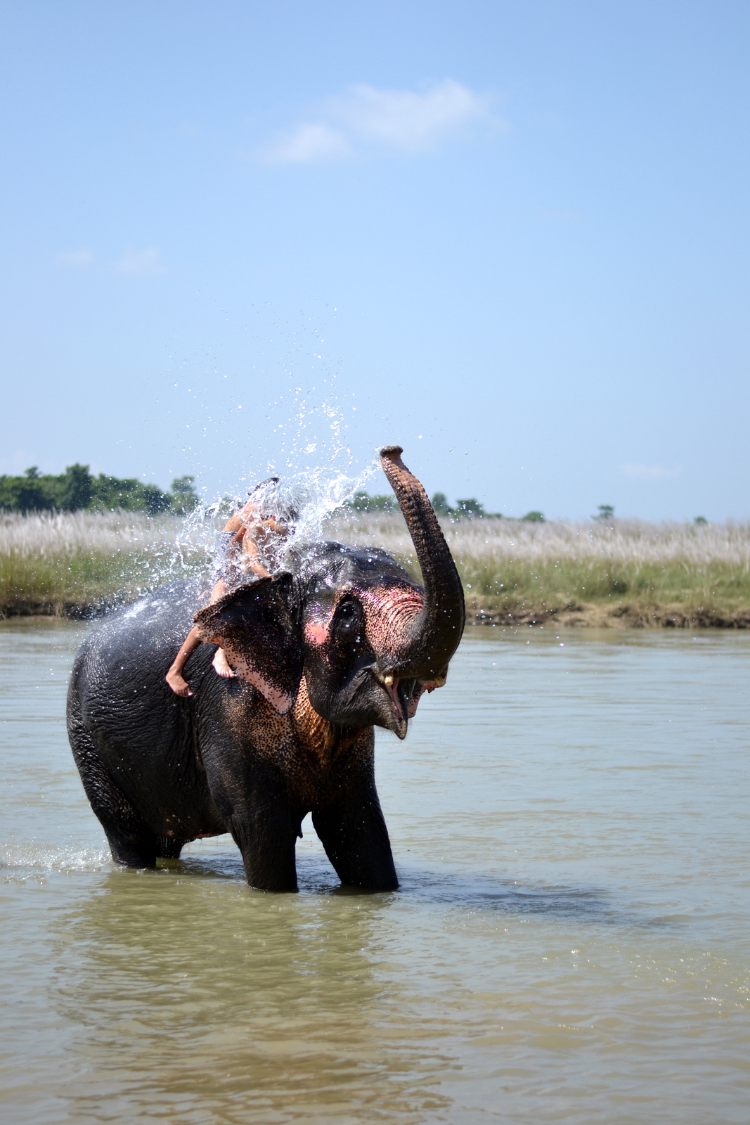 les yeux débridés: Y'avait des cro-co-diles...