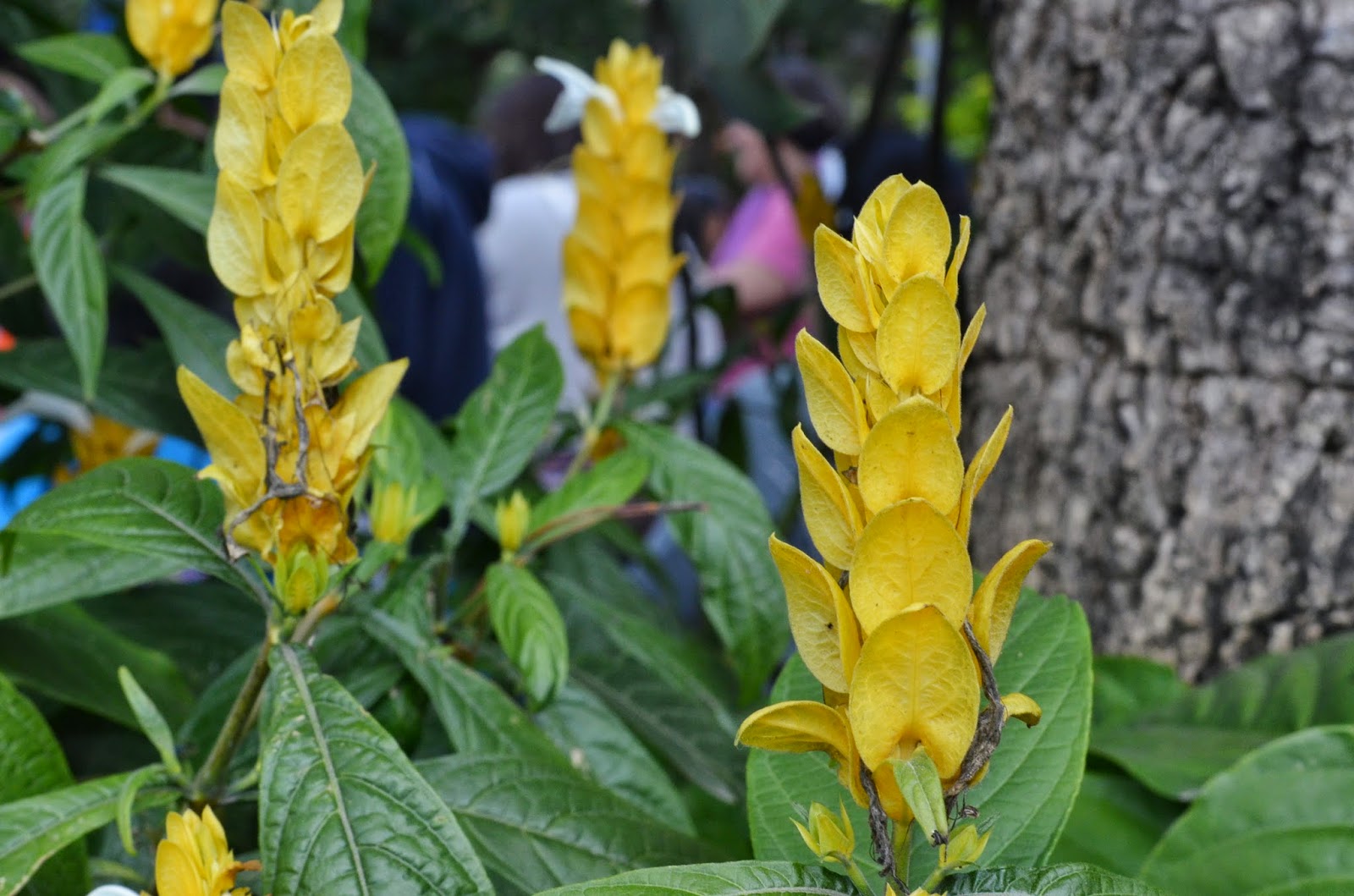 35 Most Beautiful Flowers in Baguio City