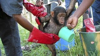 The Sprouts of Hope: Inviting You to Help Chimps in Tchimpounga