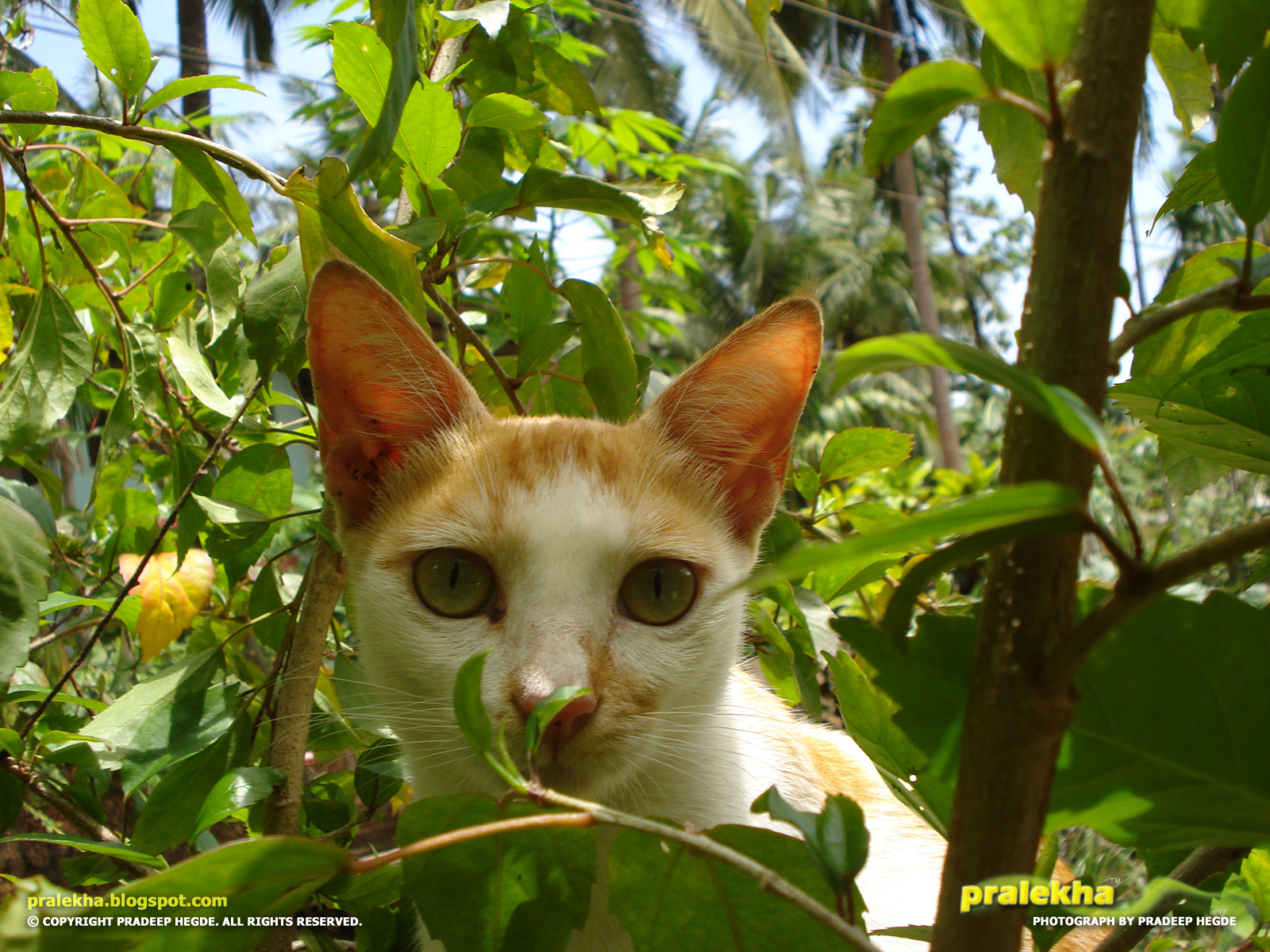 Pralekha: Cats - The famed furry felines, or fierce and ferocious hunters?