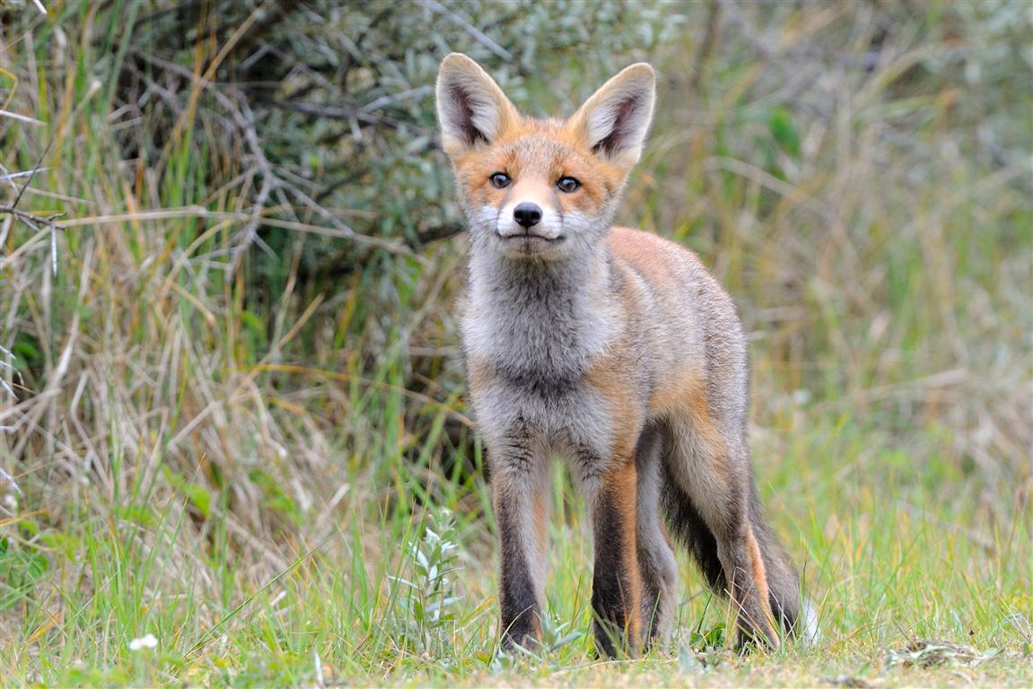 Gonnie van de Schans : Jonge vosjes