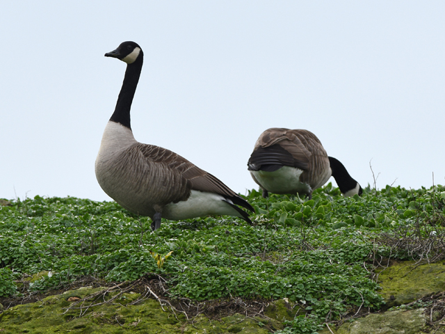 Portland Bird Observatory and Field Centre: 12th March