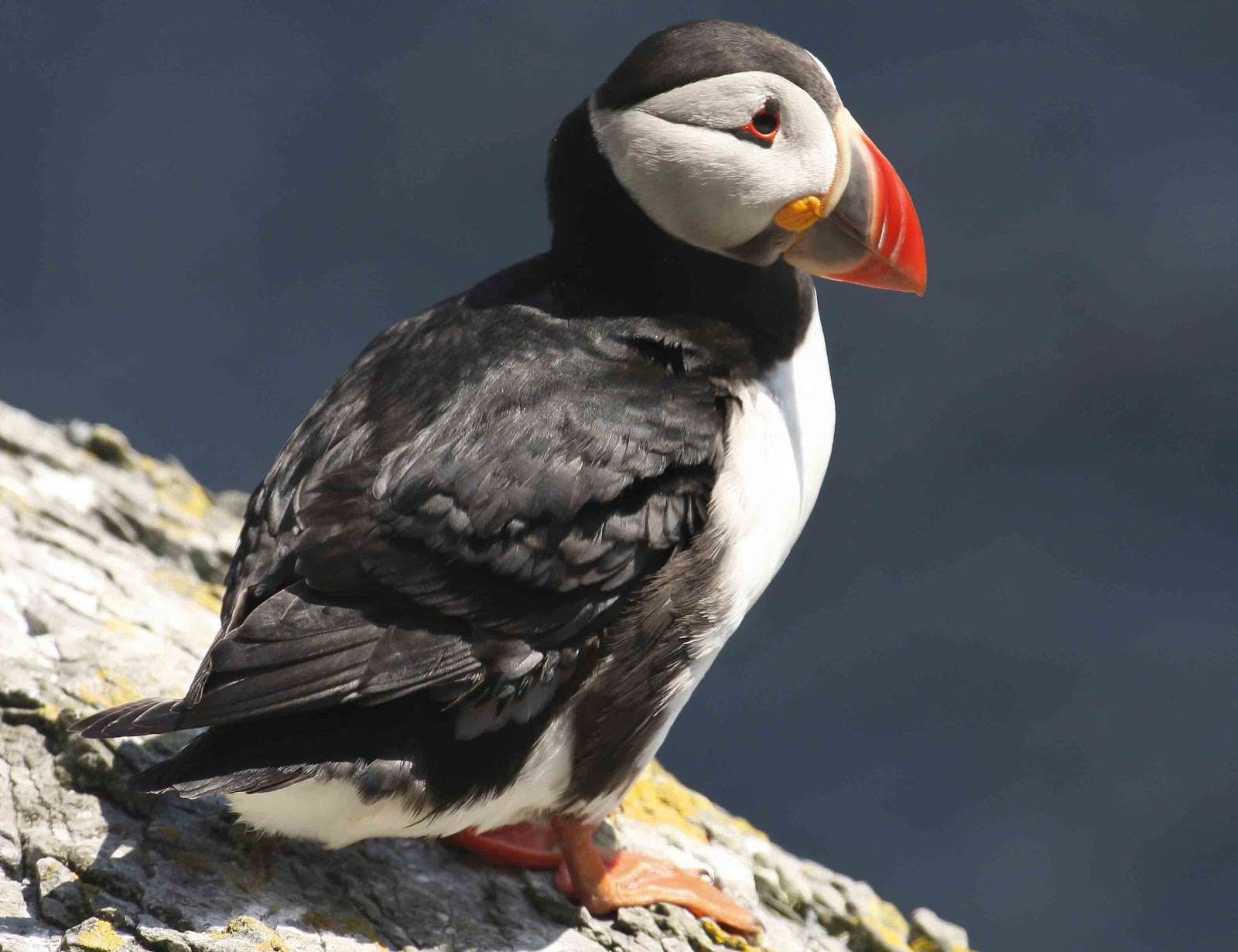Animal World: What are puffins?
