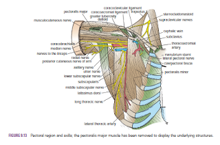 Human Medecine: The Axilla-Walls of the Axilla-Contents of the Axilla ...