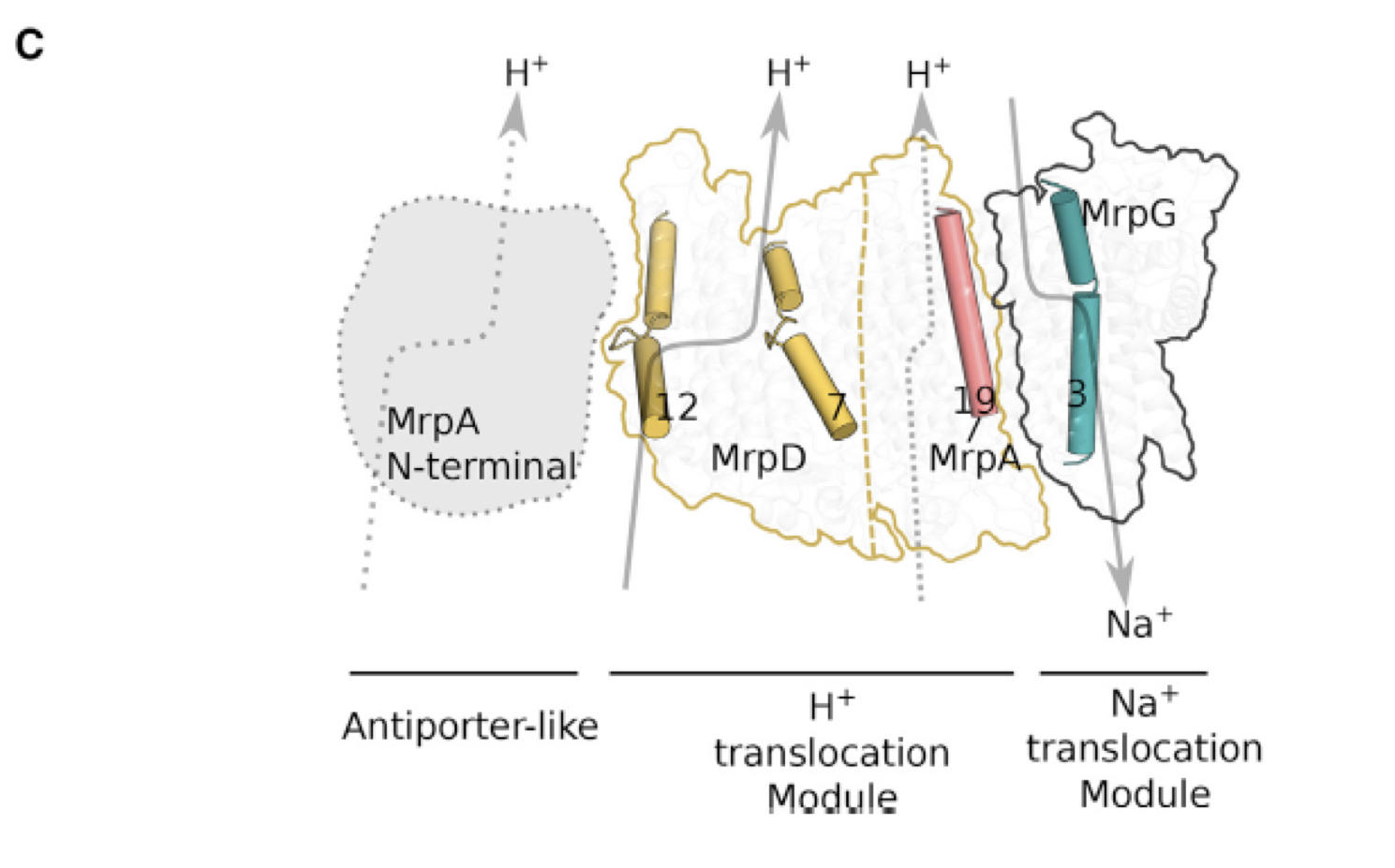 Hyperlipid: Life (30) Guesses about Na+ channels