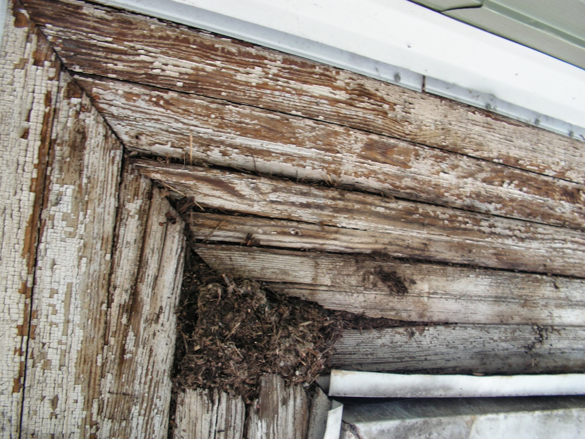 1900 Victorian Home Restoration: Of sagging eaves and rot