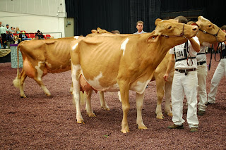 NEWS: NGS-Madison Cow Show