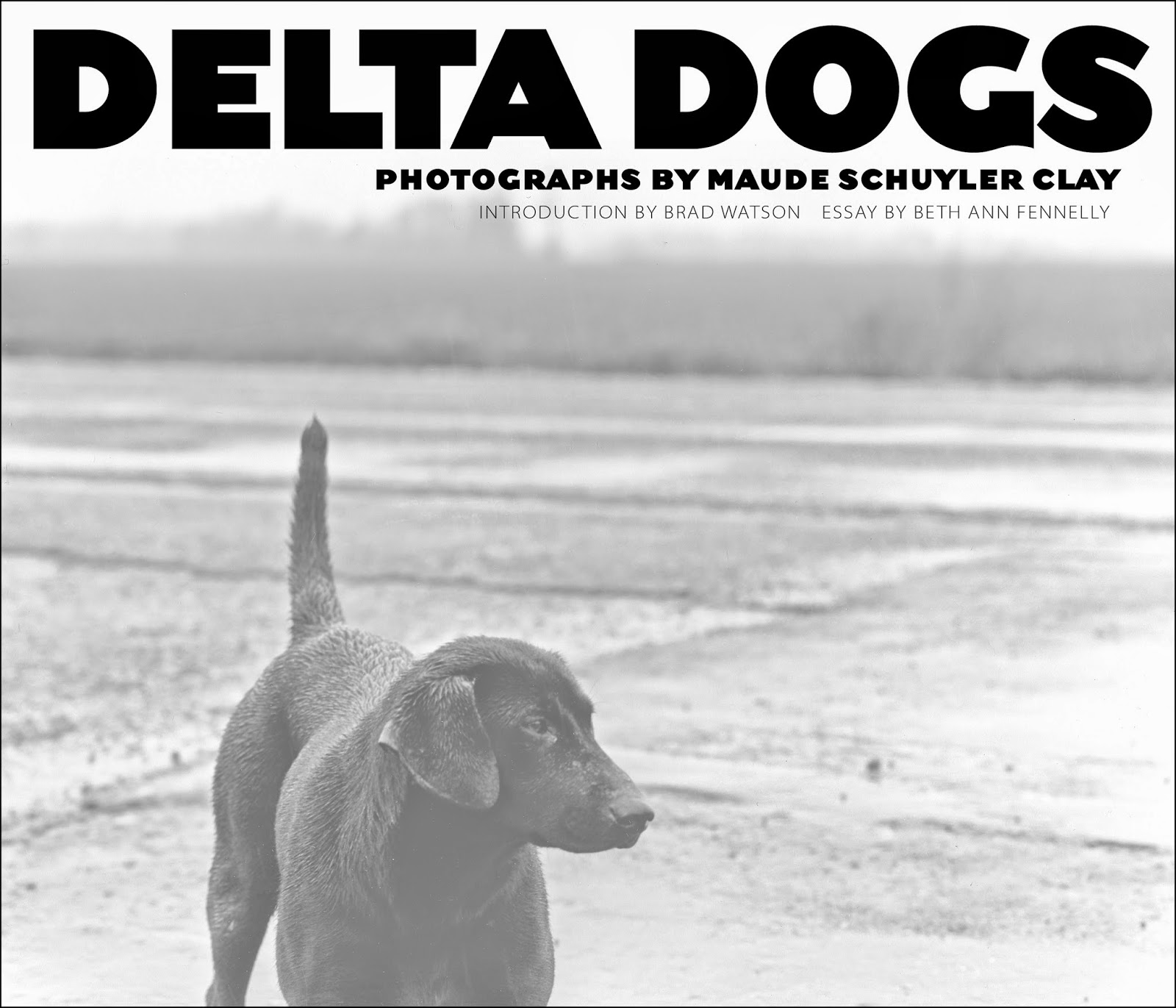 On the Horizon: Delta Dogs