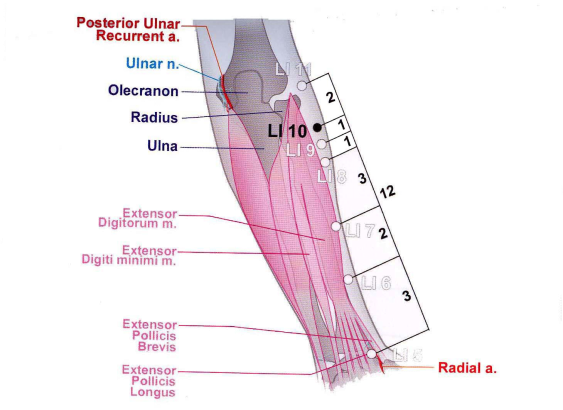 LI 10. Shousanli / Sao San Li (Tiga Mil / Tangan) - Terapi Jarum