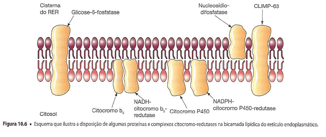 Esquema que ilustra a disposição de algumas proteína se complexos ...