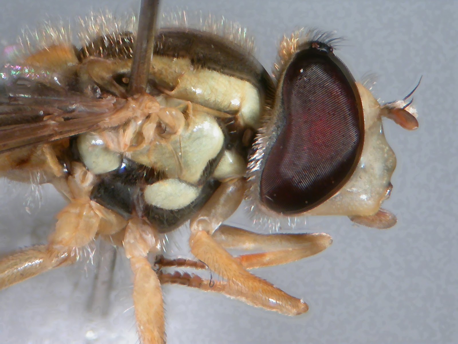 Nature photography with magnification: Photographing of insect ...