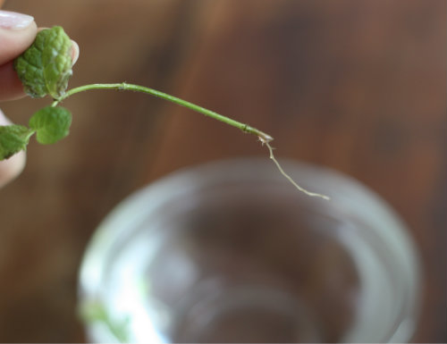How To Propagation: Regrow Mint from Cuttings | 17 Apart