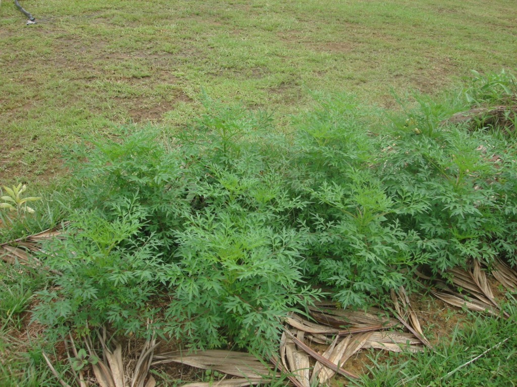My little vegetable garden: Ulam Raja, second generation in Pasir ...
