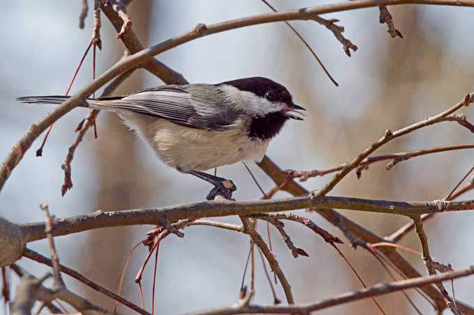 East Gwillimbury CameraGirl: Singing Chickadee/ Sunday Best