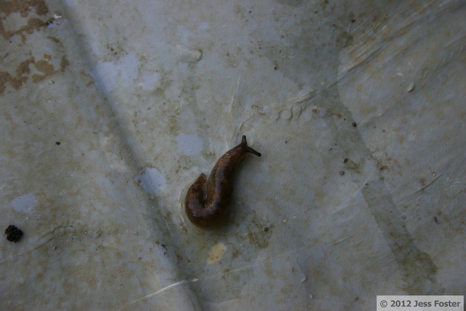 Sluggin' Along: More Marsh Slugs - Part 3