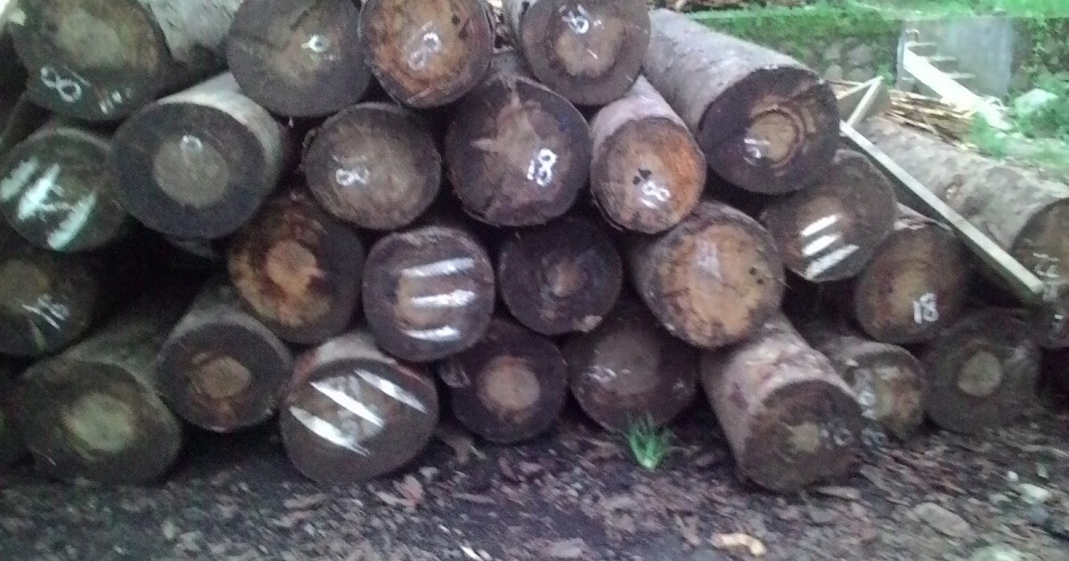 HJD Kayu Acasia Mangium - DUTA RIMBA INDONESIA