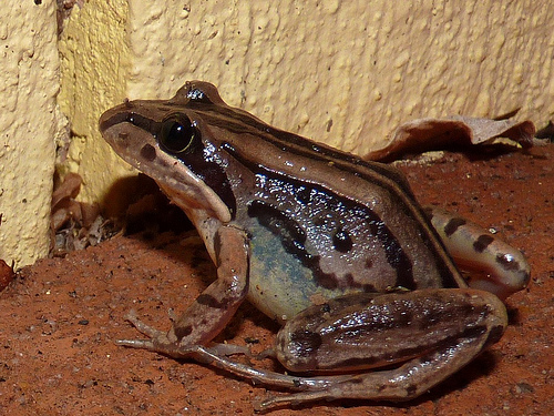 Striped Rocket Frog - True Wildlife Creatures