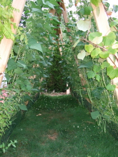 Living Simply - Living Well: The Bean House
