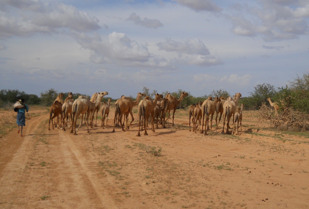 FRANCISCAN MISSION OUTREACH: Gode, Kelafo and Godere, Ethiopia