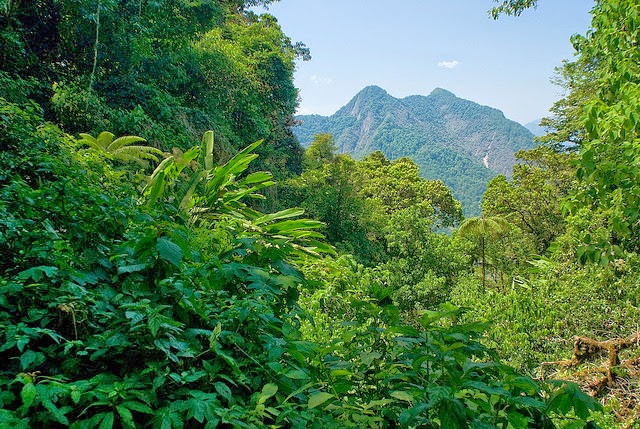 Selva Tropical Perennifolia: Factores Ábioticos