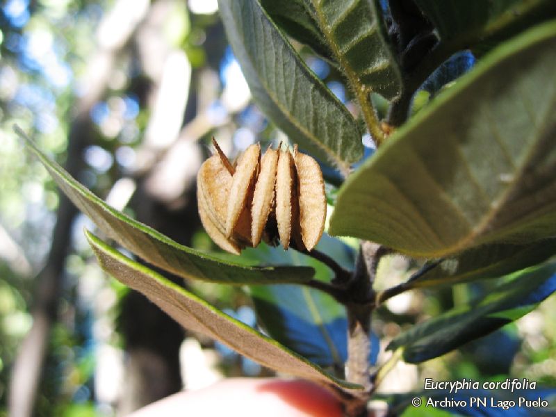 Argentina nativa: Ulmo (Eucryphia cordifolia)