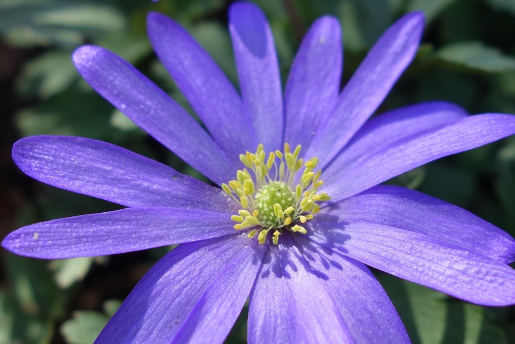 మధుర చిత్రాలు: Spring Blooms - 8 - Grecian Windflower (Greek Anemone)