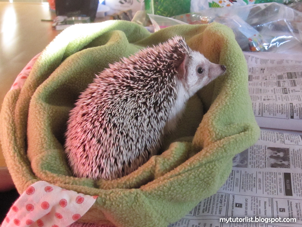 Poggles the Hedgehog : Behind Mytutorlist.com